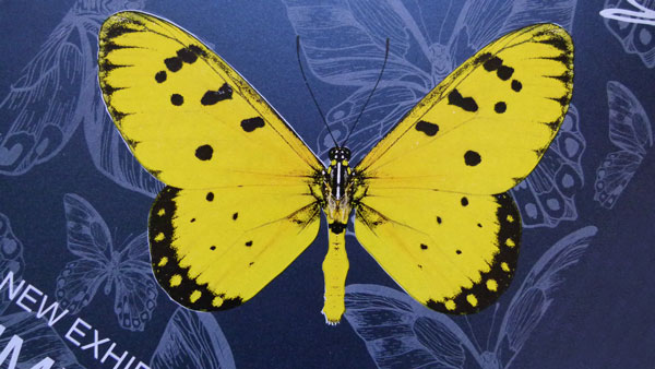 Butterfly-white-ink-nl - PaperSpecs