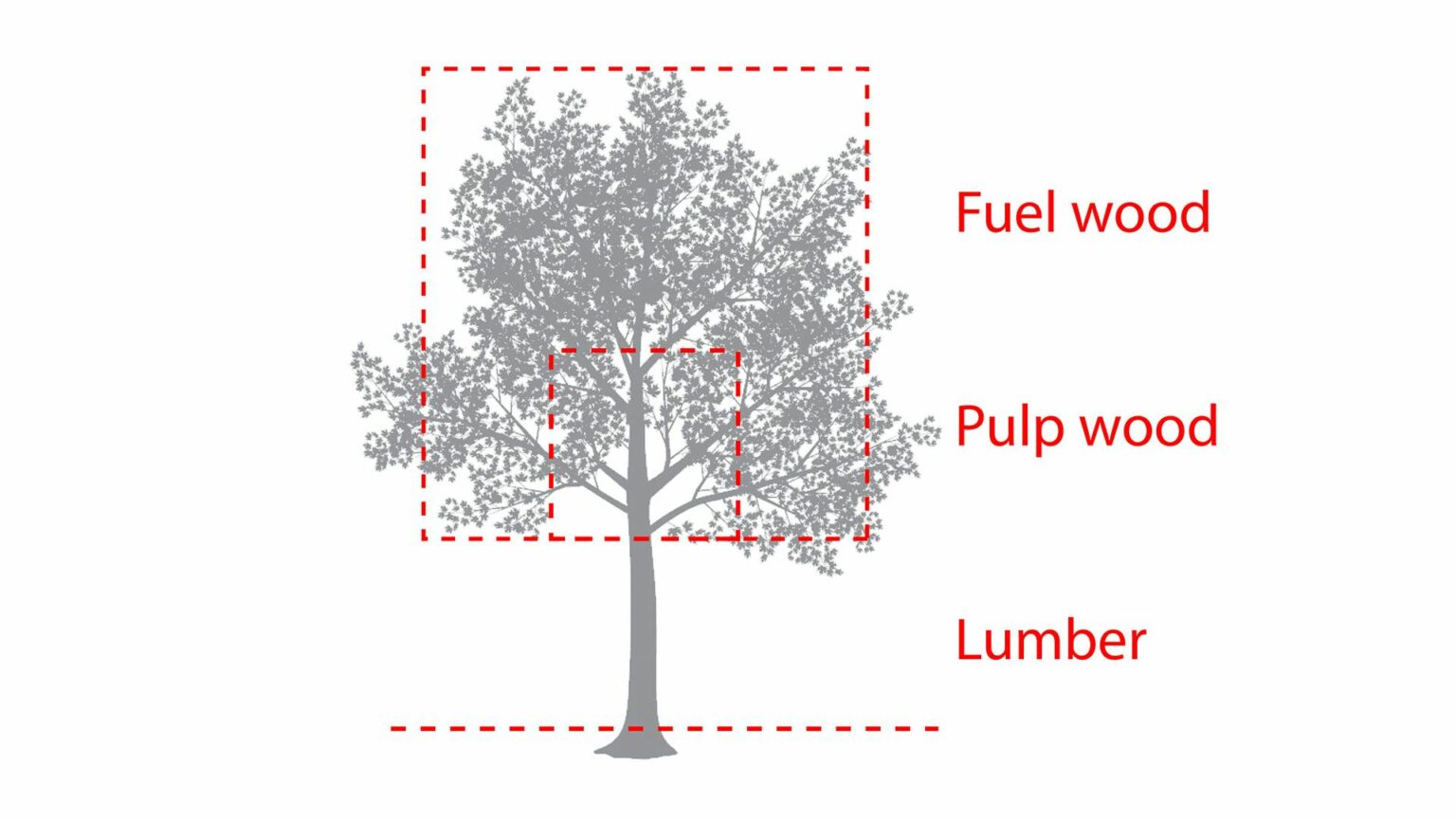 Weekly Quiz: True or False – Trees Are Grown Solely to Make Paper ...